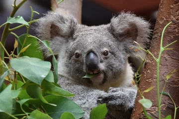 METEOFOR: Meteo în Mogoșoaia pe o lună, vremea şi prognoza meteo pe 30 ...